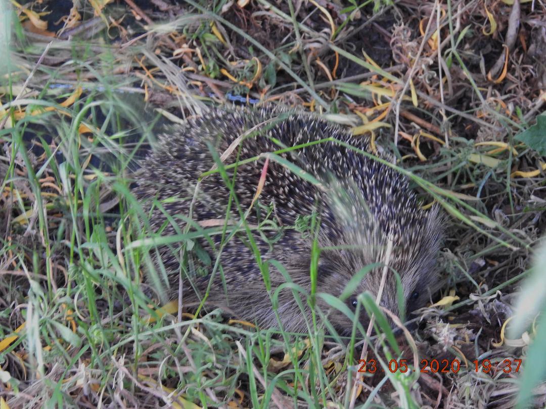 Smitham Allotment Society | Probably the best allotment site in England!