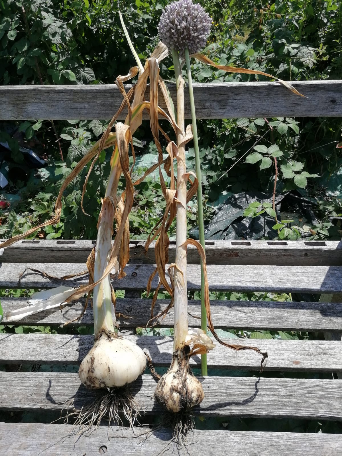 Elephant Garlic Experiment - Smitham Allotment Society